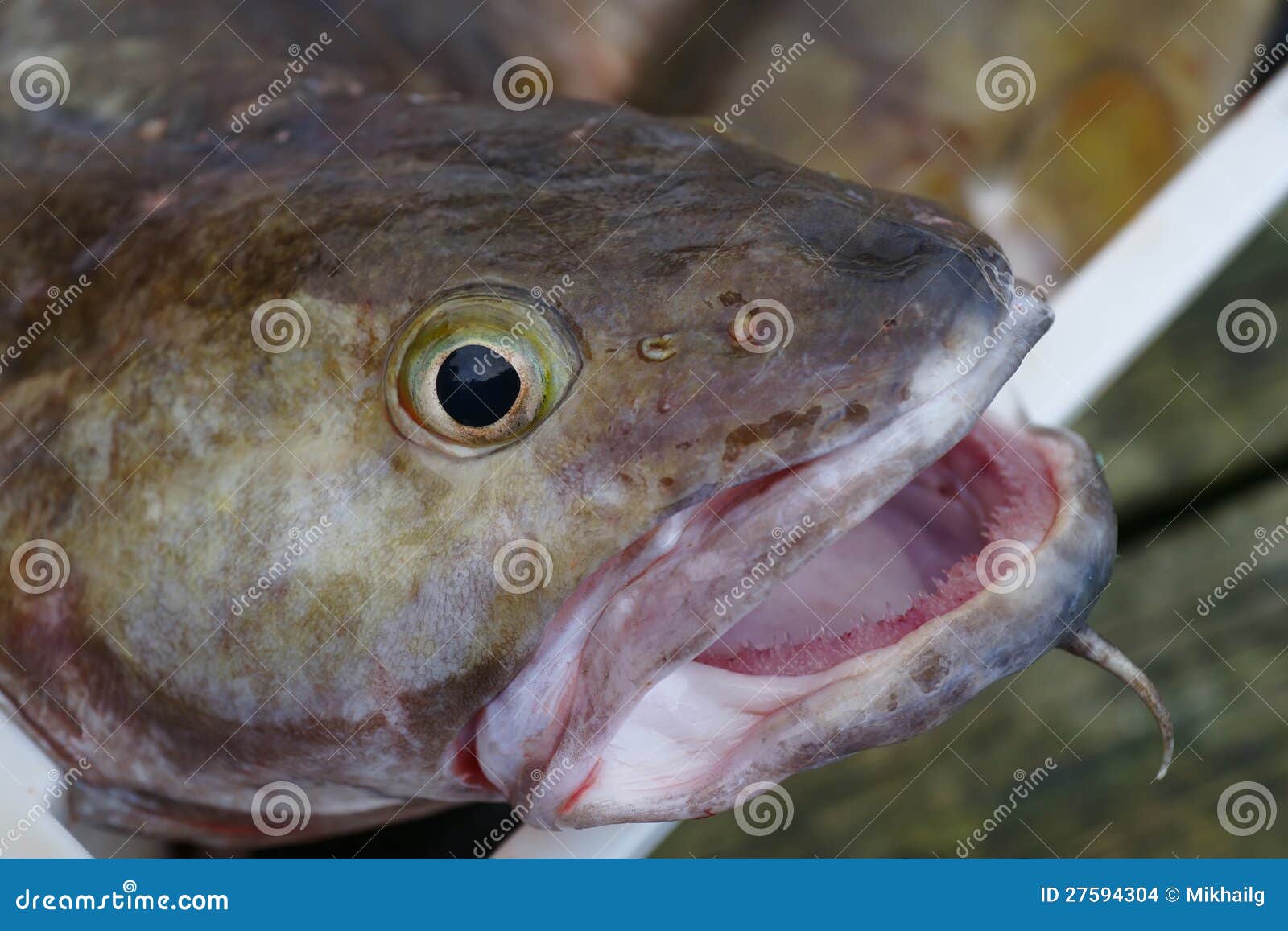 Cusk fish stock photo. Image of alive, marine, torsk - 27594304
