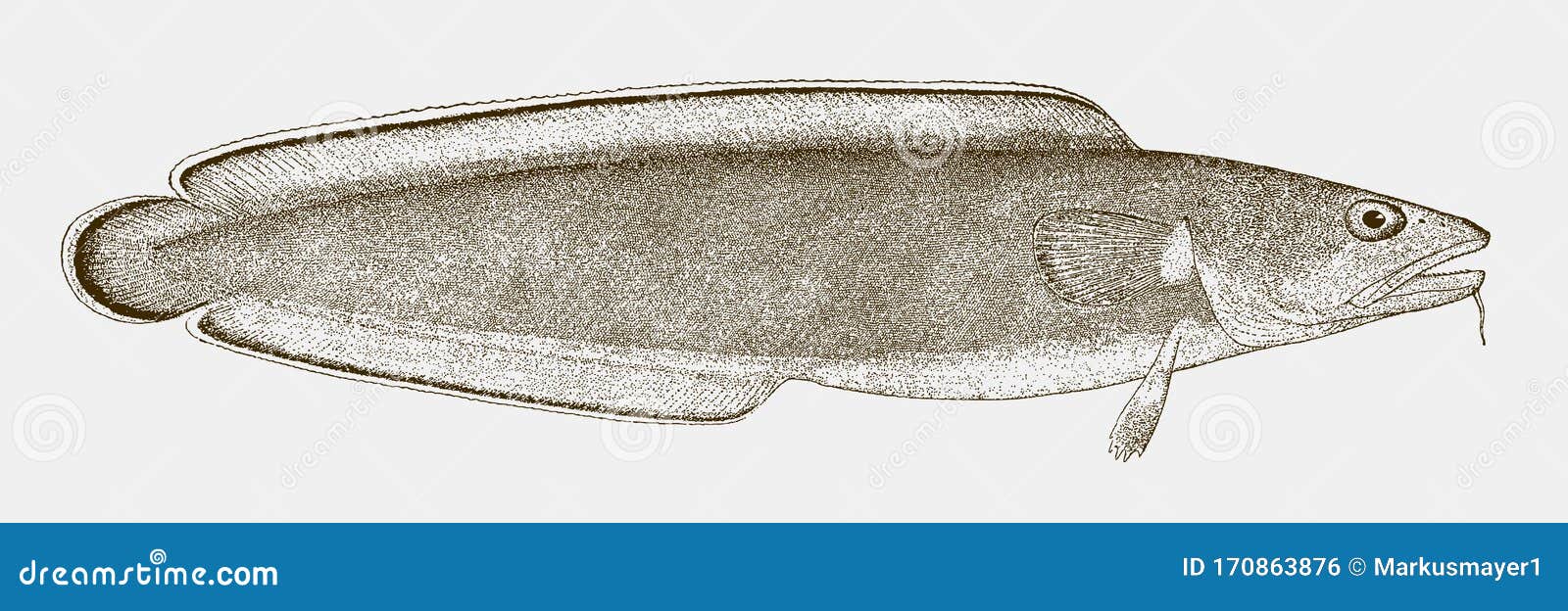 Cusk or Tusk, an Endangered Fish from the North Atlantic Stock Vector ...