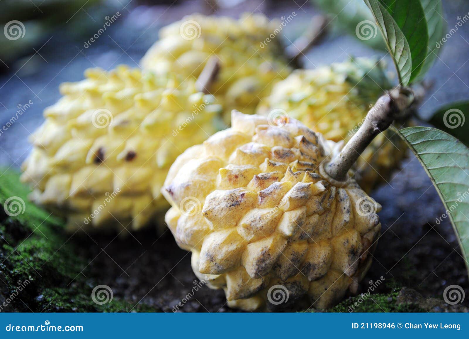 Custard apple stock photo. Image of custard, fresh, juicy - 21198946