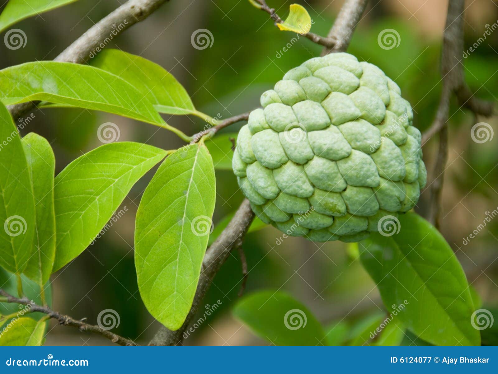 Custard apple stock image. Image of apple, food, tasty - 6124077