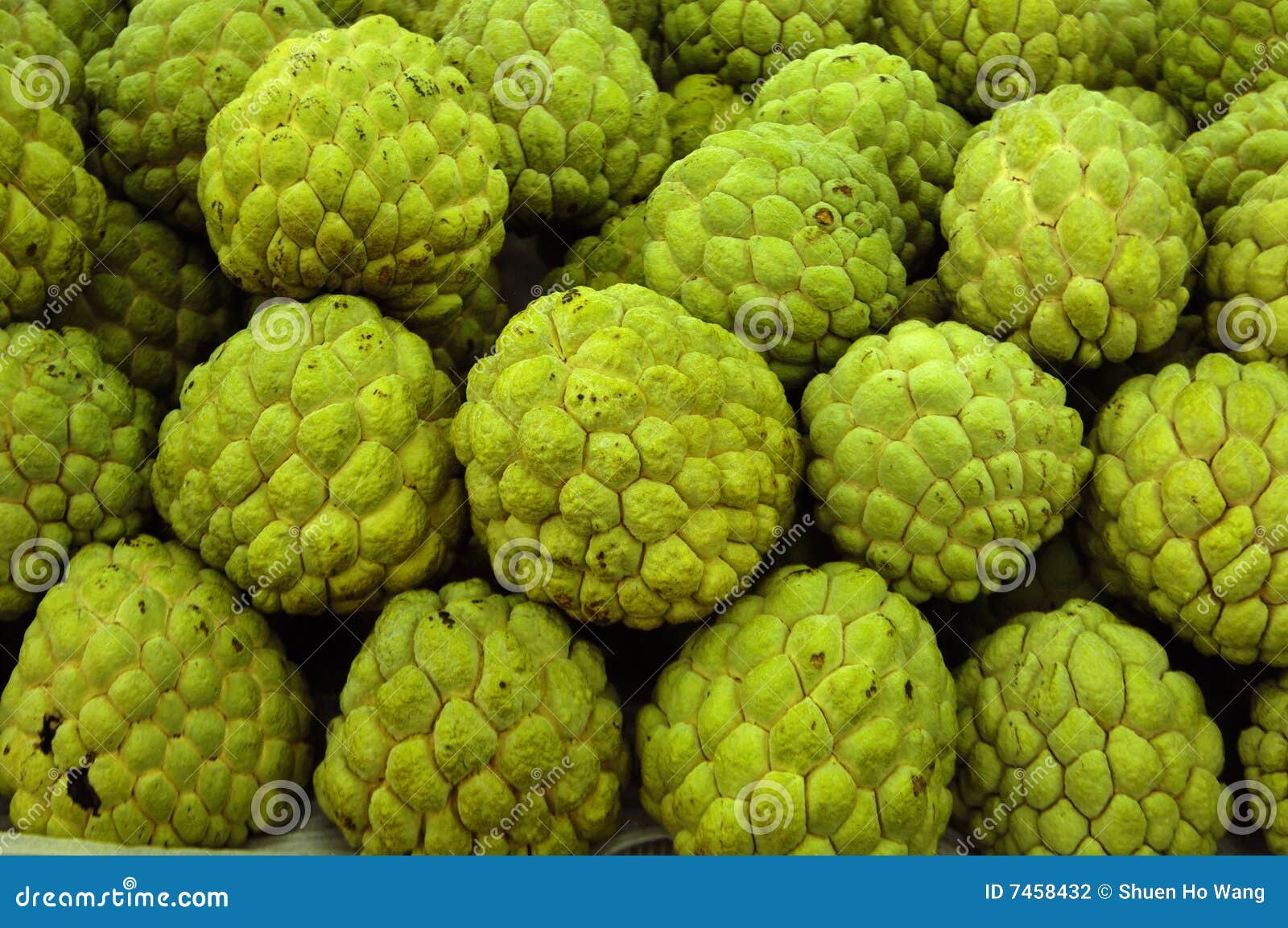 Custard apple stock photo. Image of diet, produce, tropical - 7458432