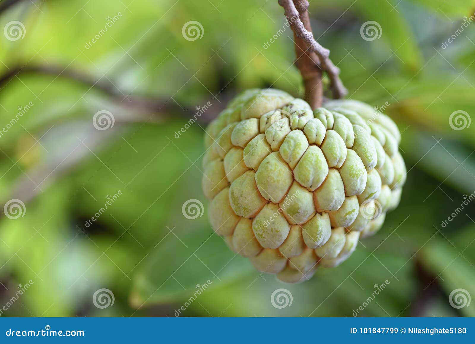 Custard apple stock image. Image of ripping, apple, custard - 101847799