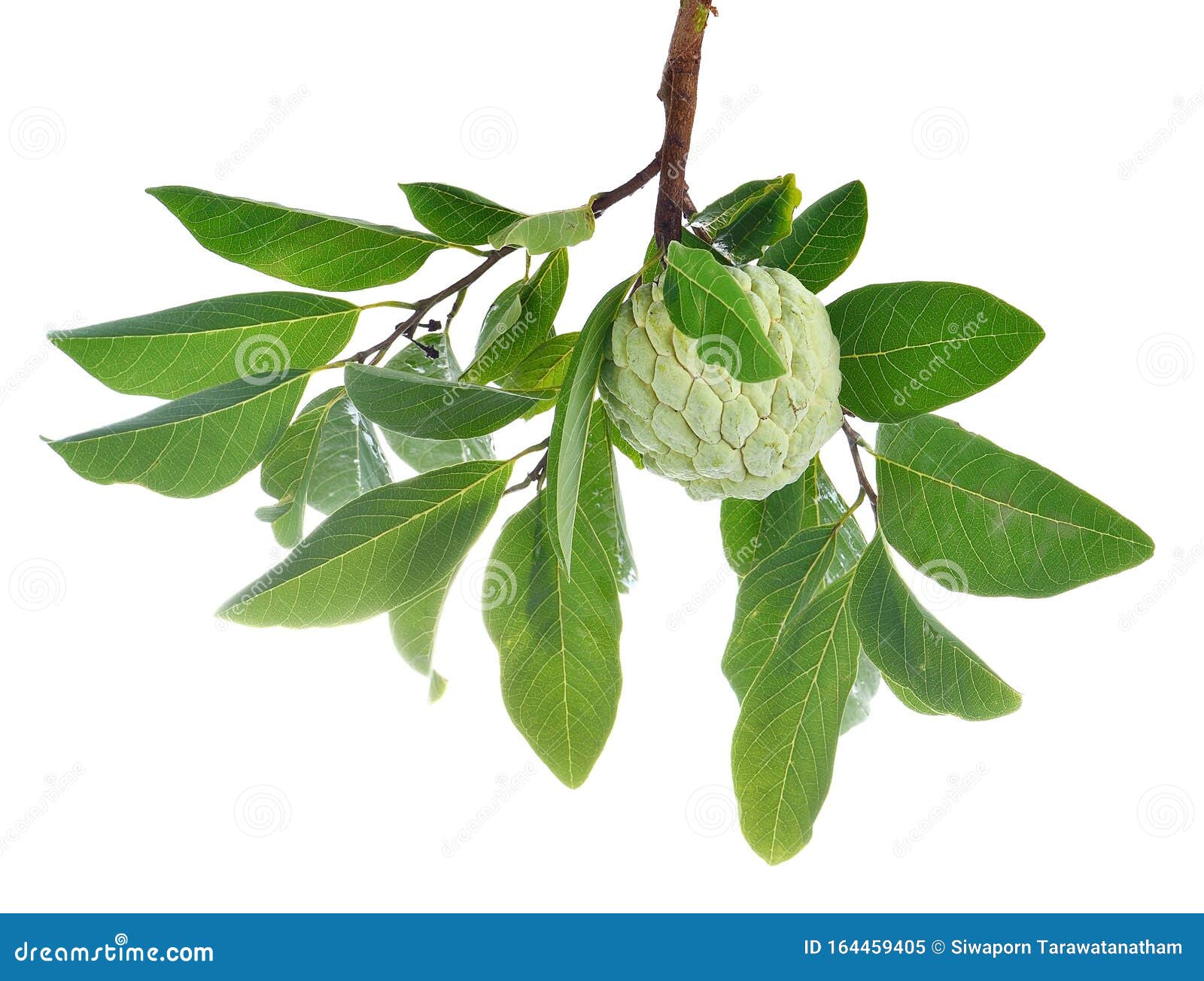 Custard Apple with Leaf Isolated on White Background Stock Image ... Custard Apple with Leaf Isolated on White Background Stock Image ...