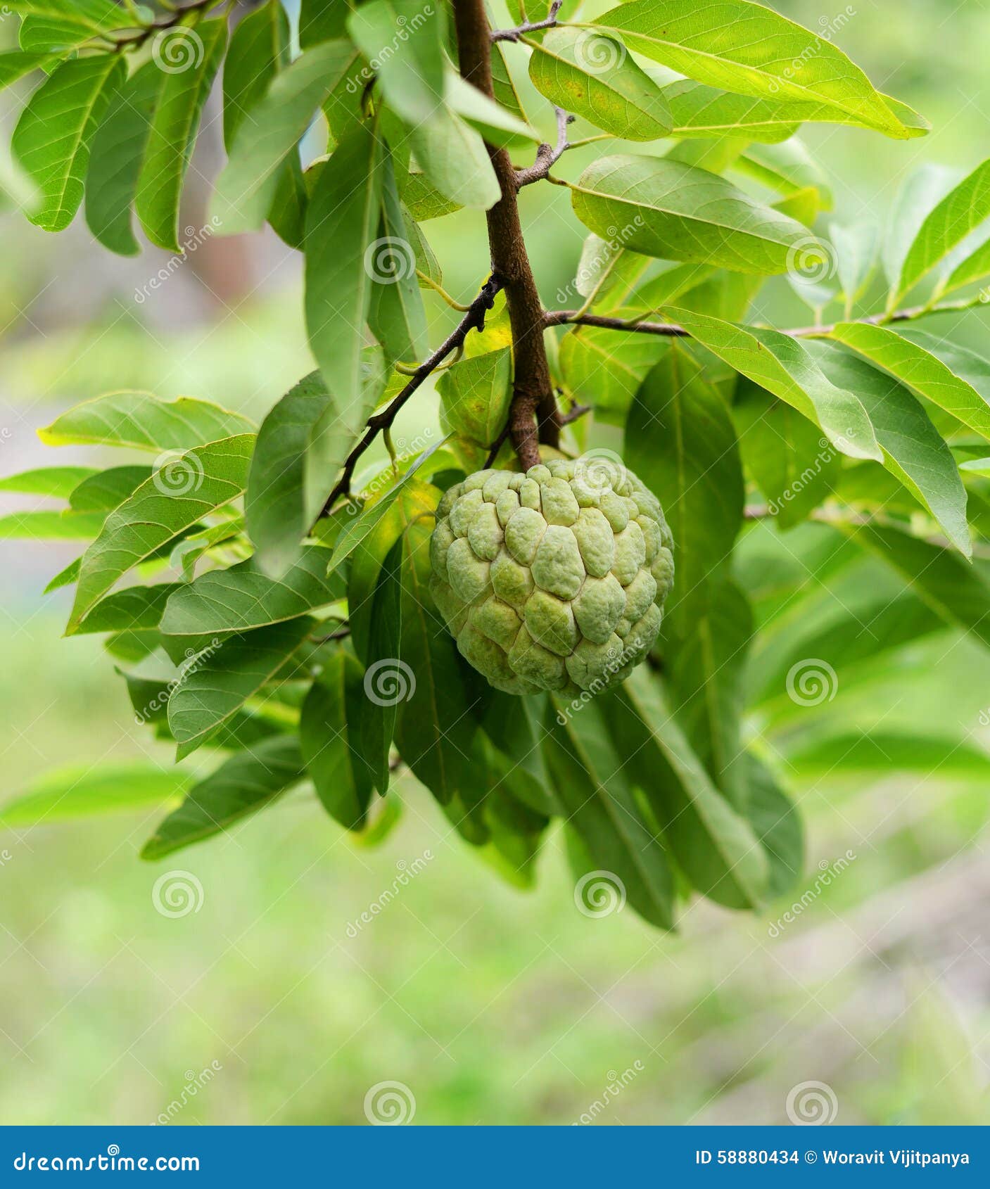 Custard apple on tree stock photo. Image of produce, agriculture - 58880434