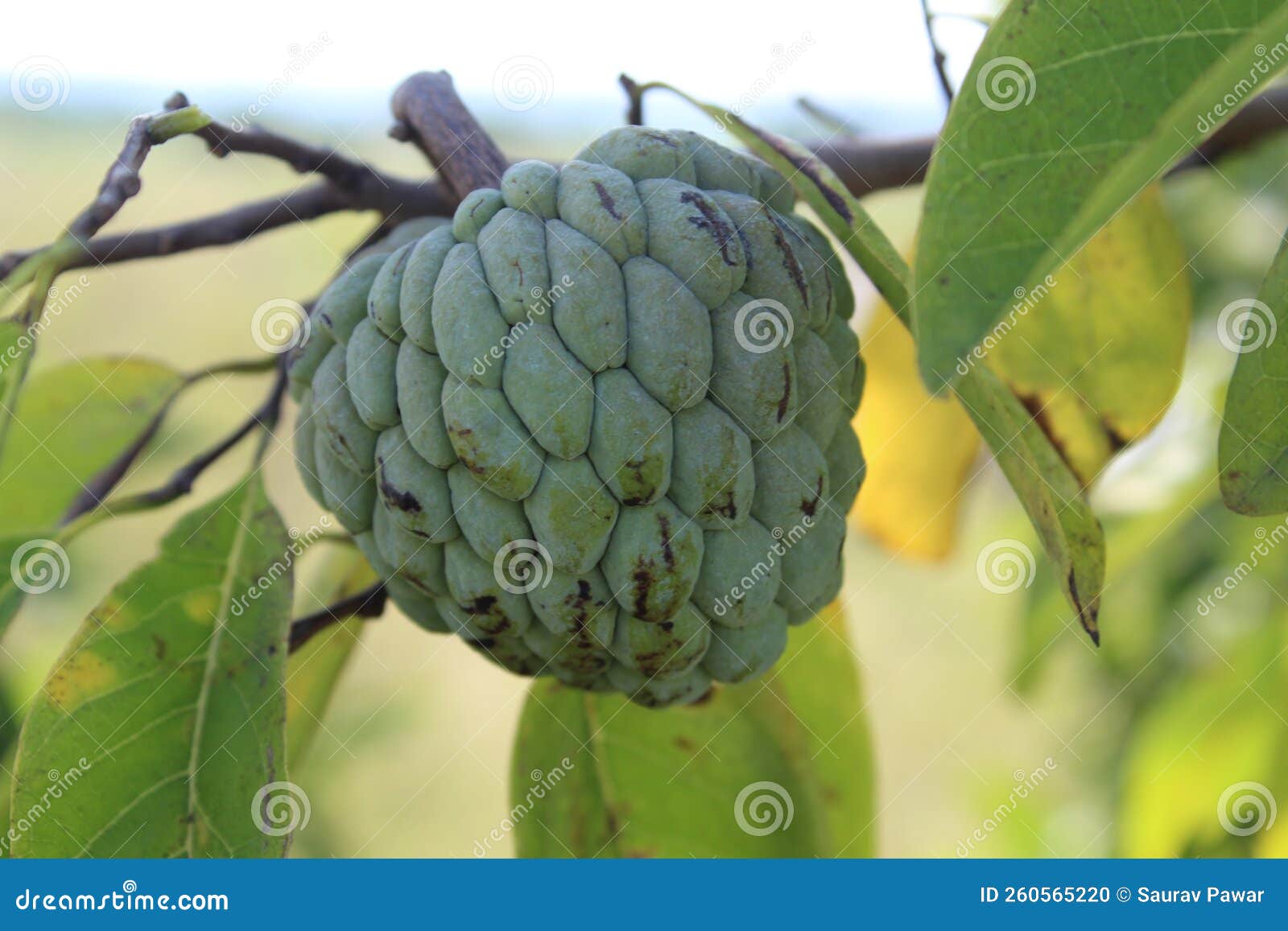 Custard Apple at Tree , Sugar Apple or Custard Apple , Annona ...