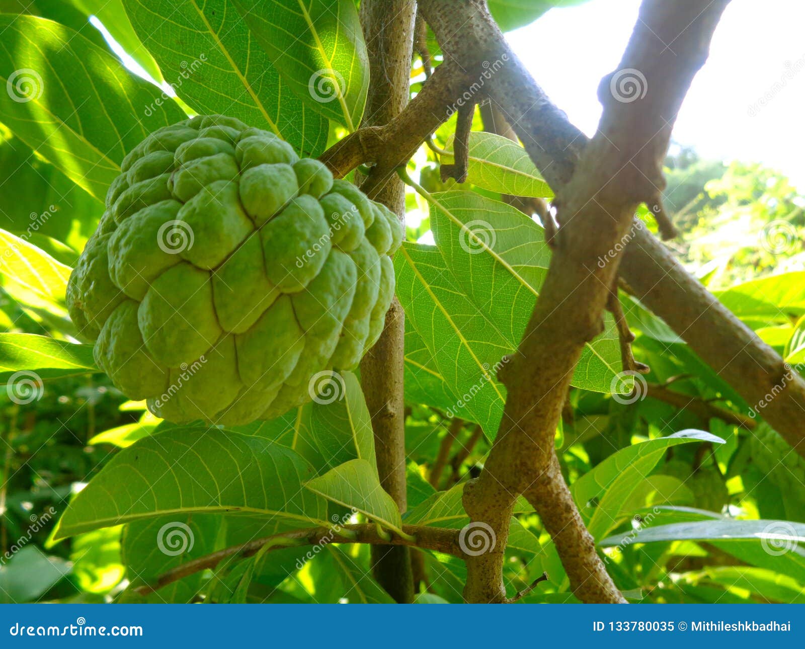 Custard fruit stock image. Image of green, nest, natural - 133780035