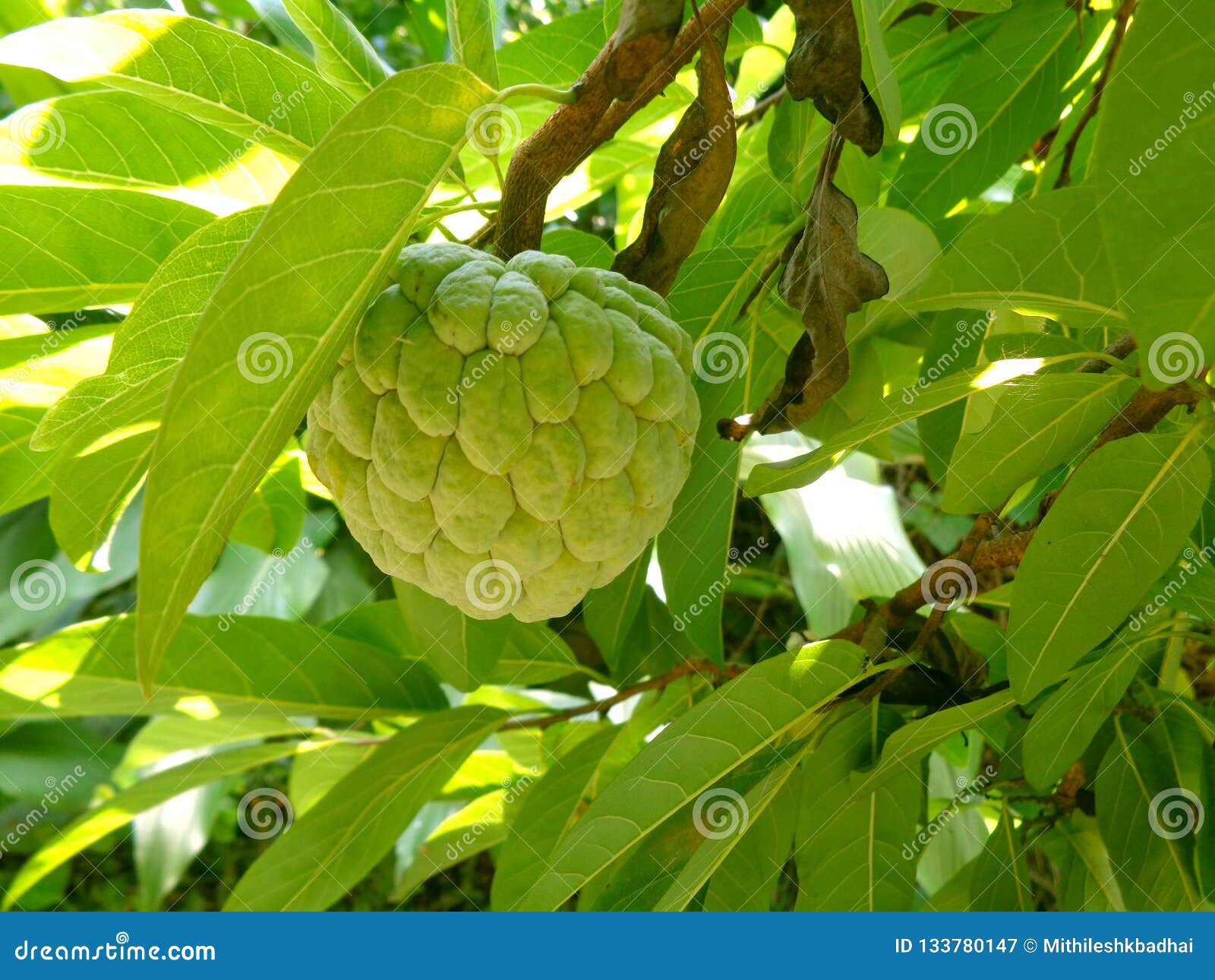 Custard fruit stock image. Image of color, brown, flora - 133780147