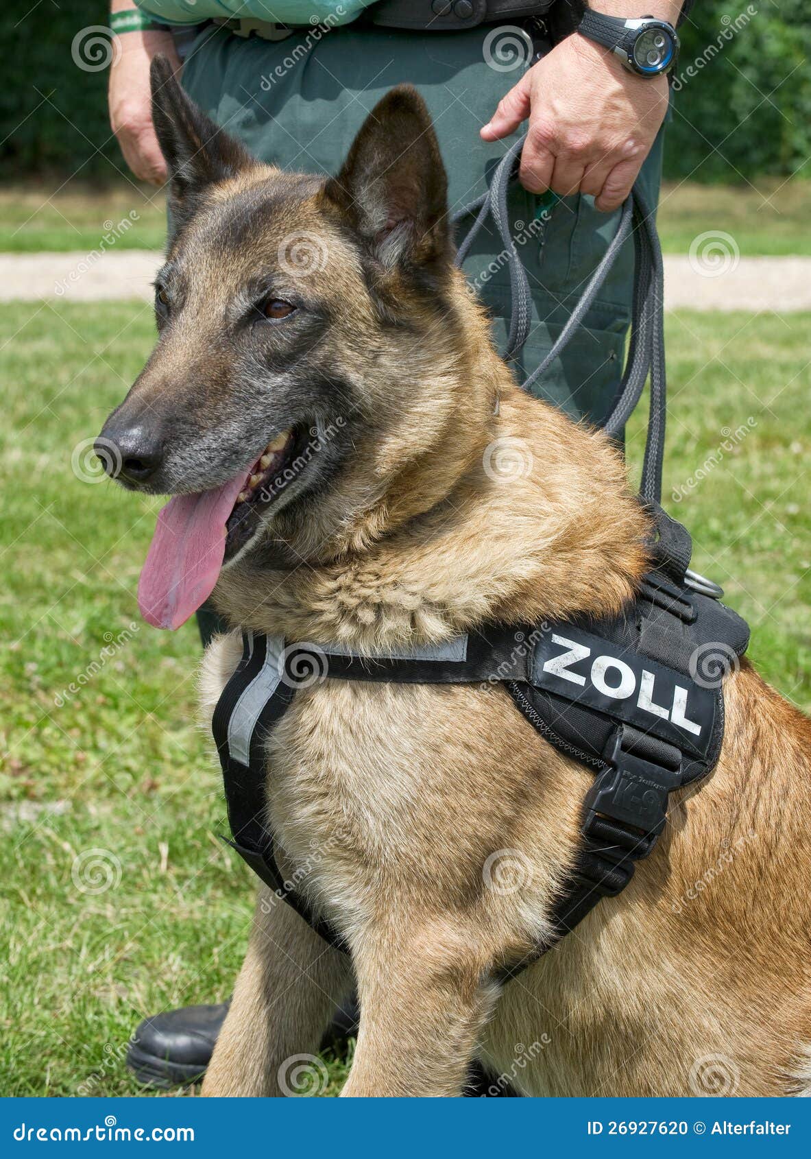 Customs dog stock photo. Image of customs, handler, police - 26927620