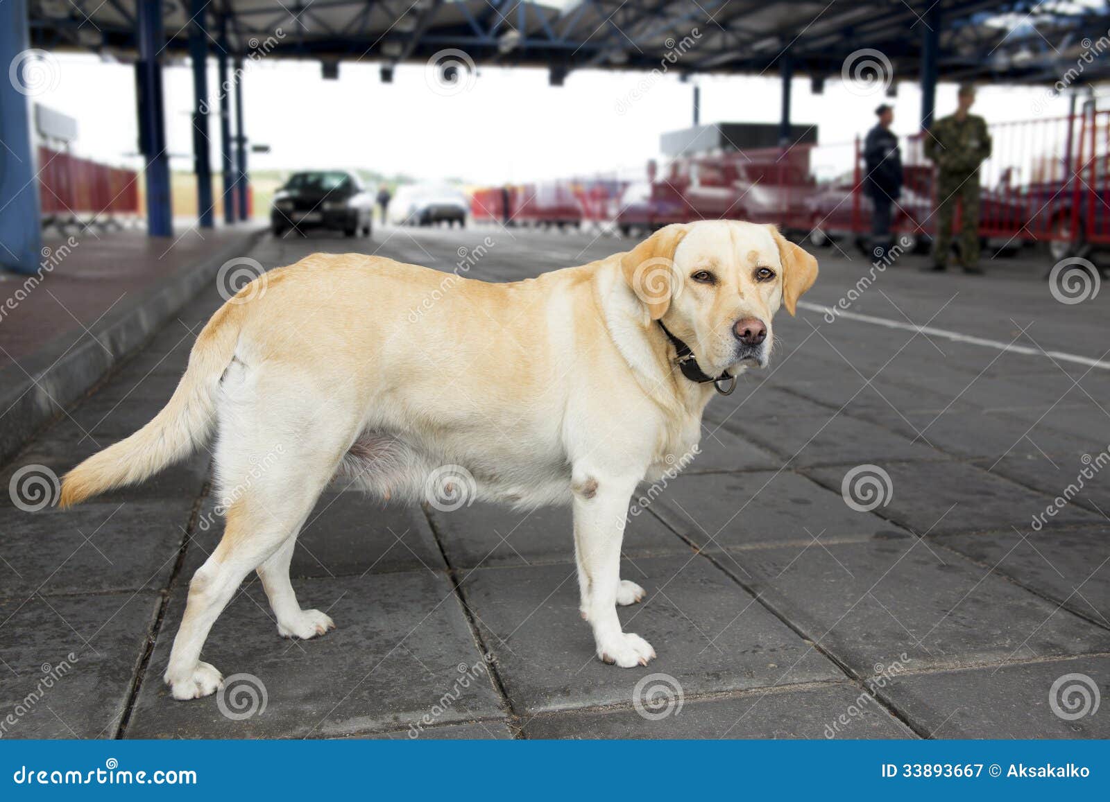 The customs dog stock image. Image of occupation, labrador - 33893667