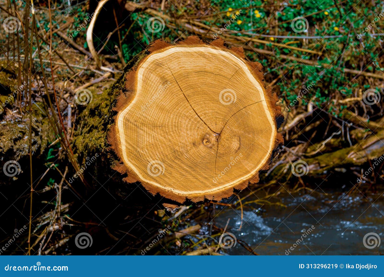 Cut acacia stump stock image. Image of textured, detail - 313296219