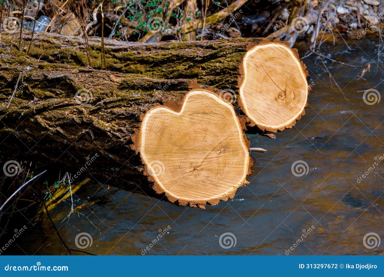 Cut acacia stump stock photo. Image of detail, trunk - 313297672
