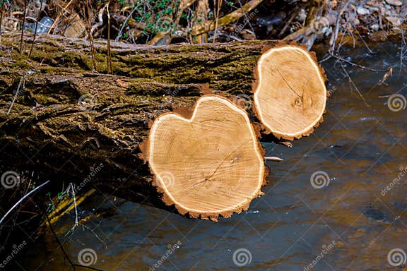 Cut acacia stump stock photo. Image of detail, trunk - 313297672