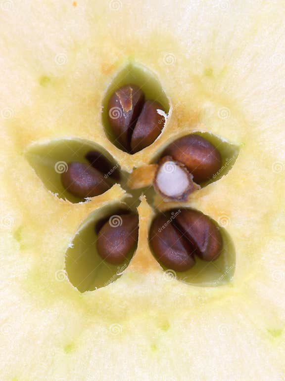 Cut apple core detail stock image. Image of view, core - 13906873