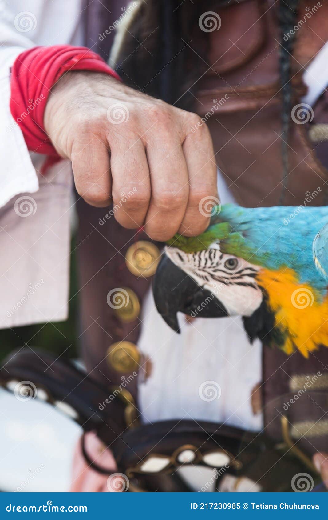 A Cut Arm Strokes Scratches Behind the Ear of a Macaw Parrot Stock ...