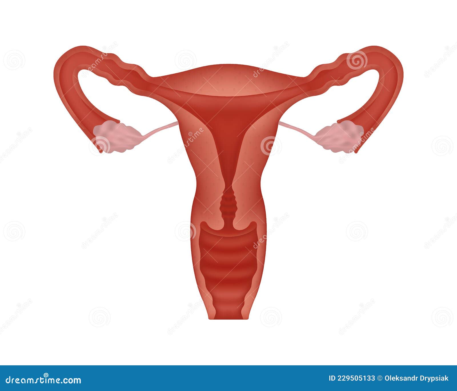 Cut Away View Realistic Female Human Reproductive System Anatomically