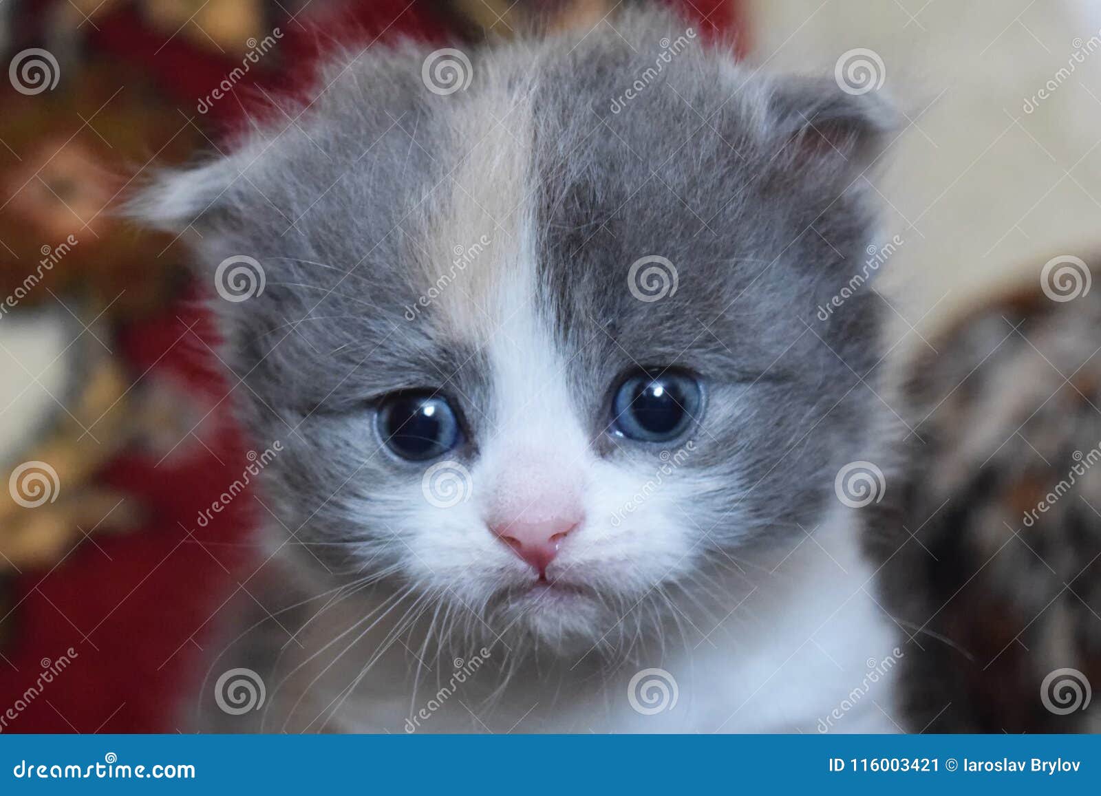 Cut baby kitten playing stock image. Image of beautiful - 116003421