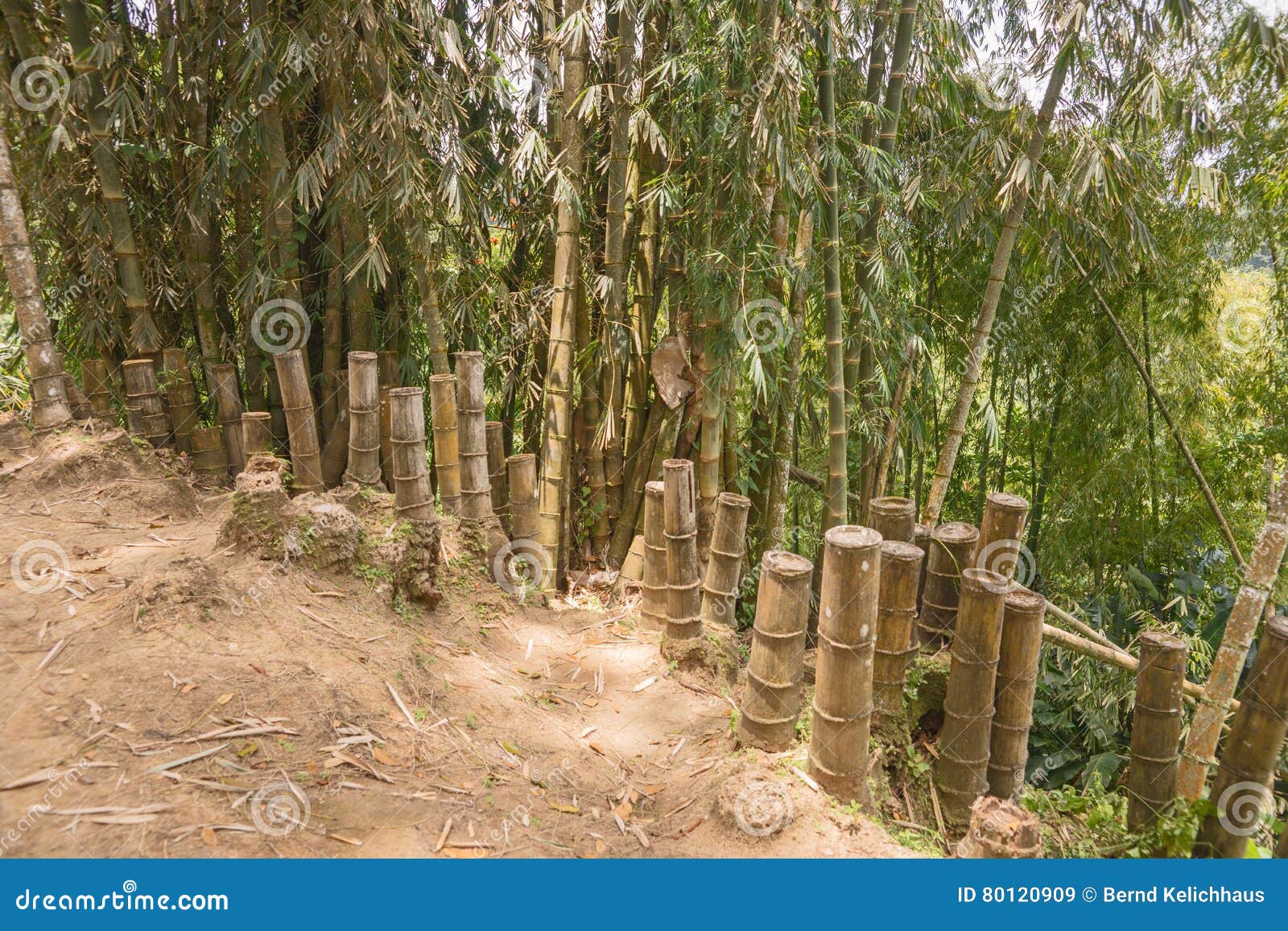 Cut bamboo in park stock image. Image of garden, forest - 80120909