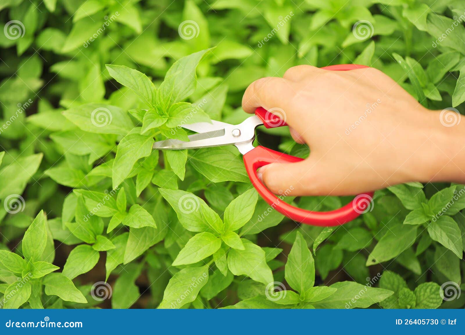 Cut basil stock photo. Image of green, fresh, east, garden - 26405730