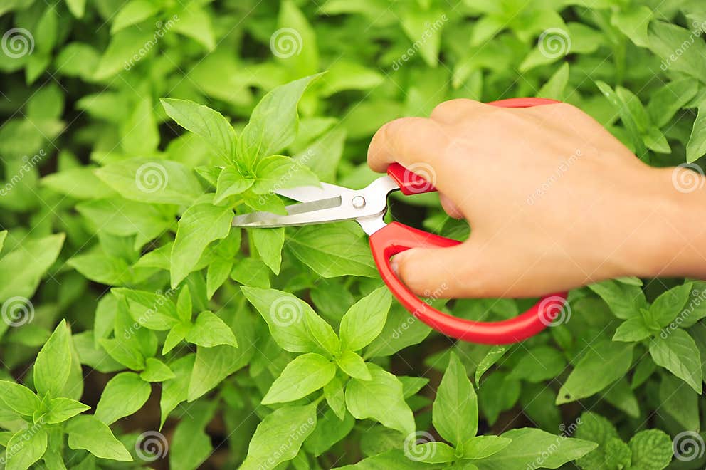 Cut basil stock photo. Image of green, fresh, east, garden - 26405730