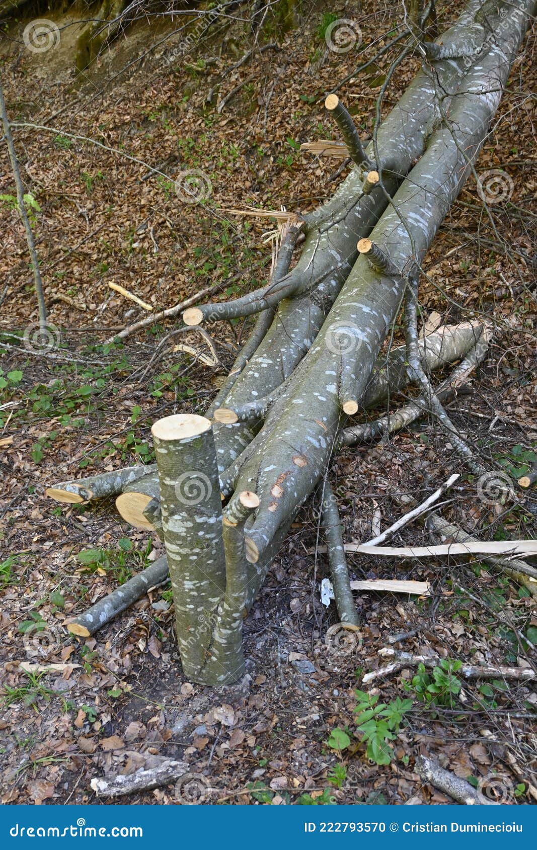 Beech Trunk Cut in the Forest Stock Photo - Image of trunk, outdoor ...