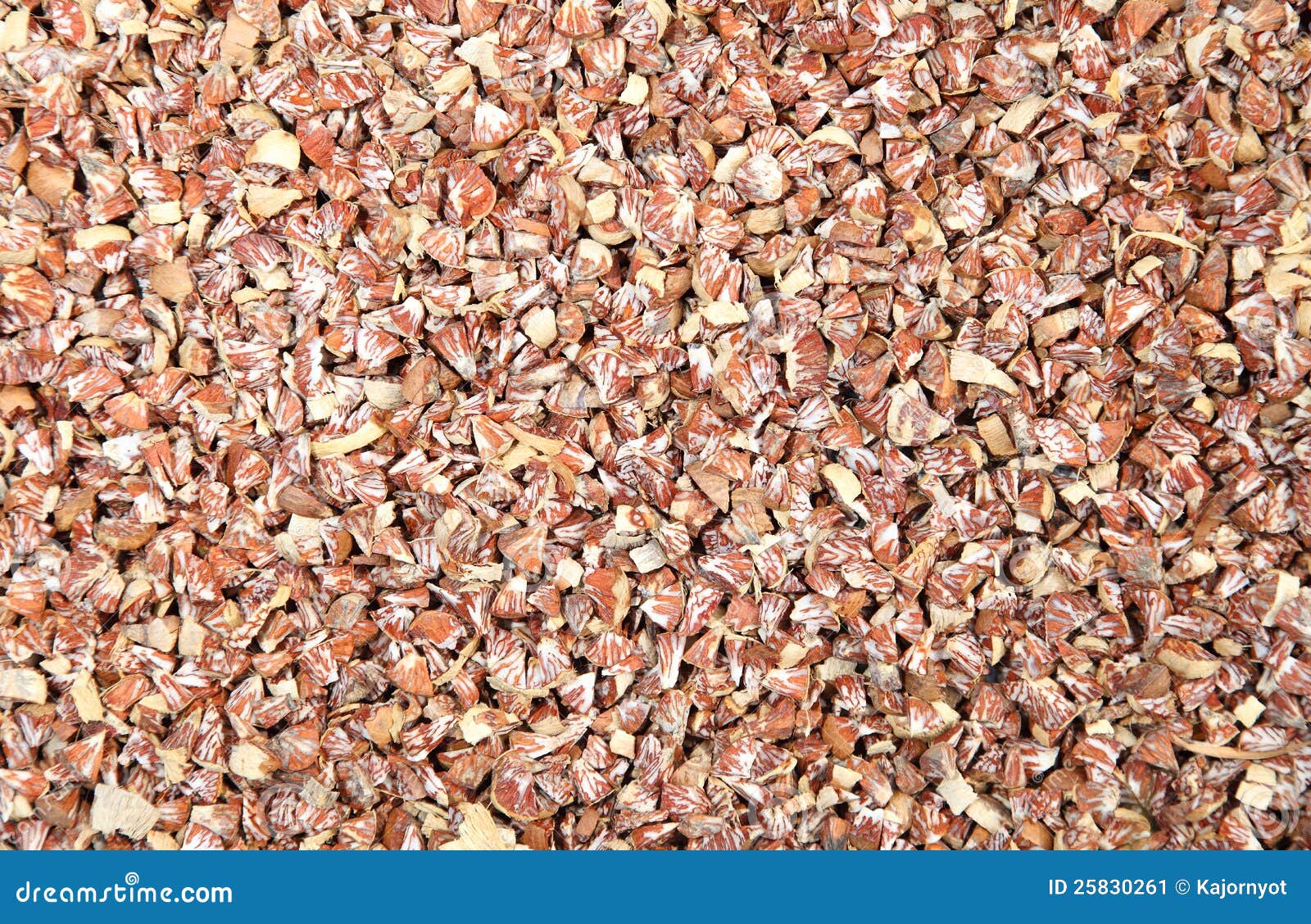 The Cut Betel Nut or Areca Catechu Stock Image - Image of commercial ...