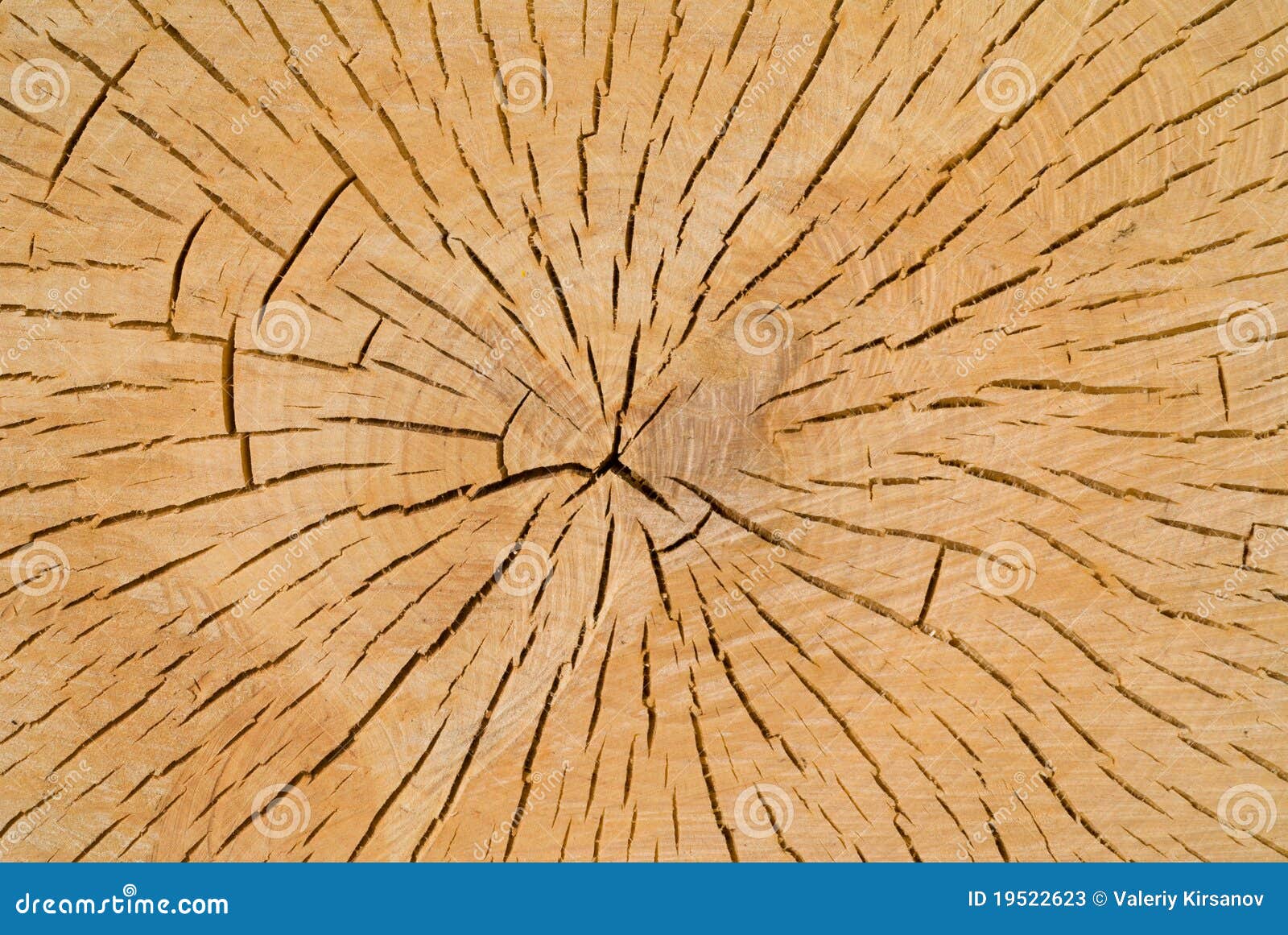 Cut of birch 1 stock image. Image of pattern, dead, cuttings - 19522623