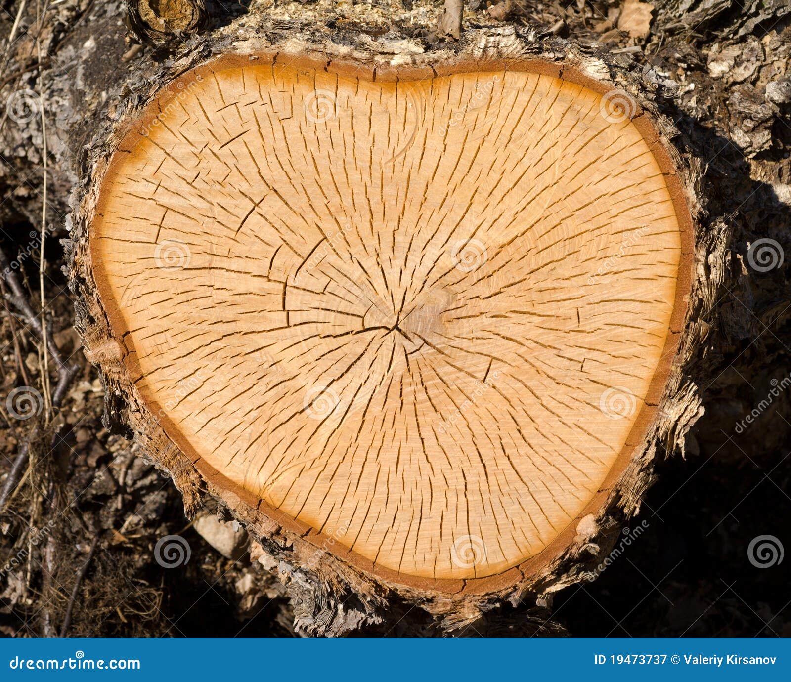 Cut of birch 2 stock image. Image of growth, wood, wooden - 19473737