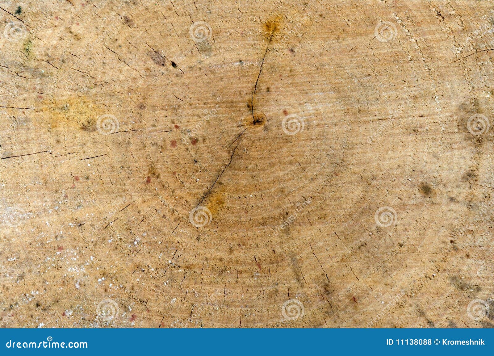 Cut of birch barrel. stock photo. Image of structure - 11138088
