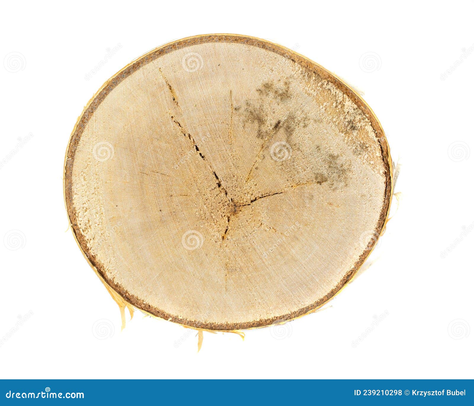 Cut Birch Branch on a White Background Isolated Stock Photo - Image of ...
