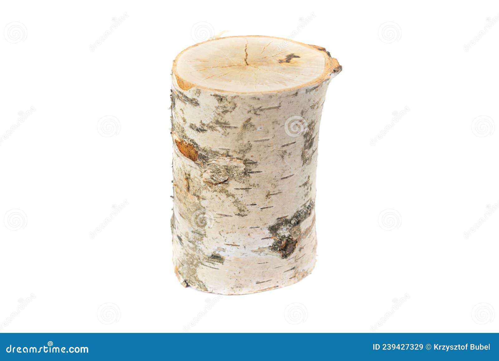 Cut Birch Branch on a White Background Isolated Stock Image - Image of ...