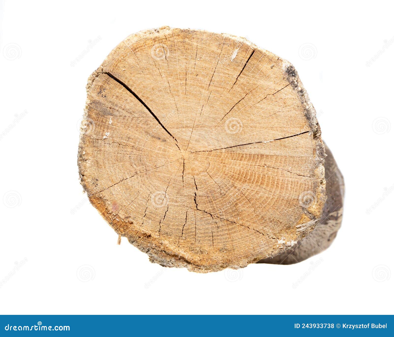 Cut Birch Branch on a White Background Isolated Stock Photo - Image of ...