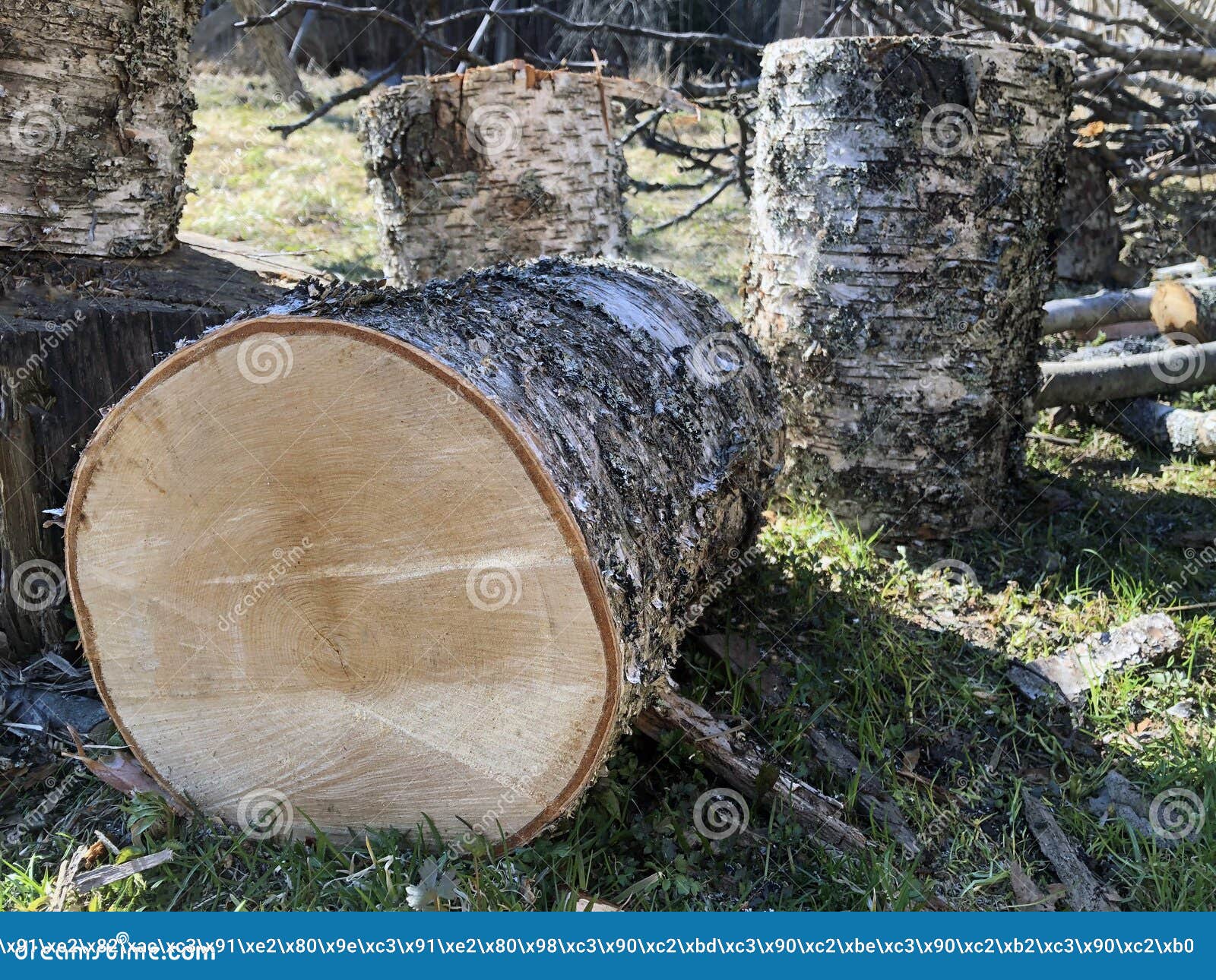 Cut birch logs in forest stock photo. Image of natural - 215891196