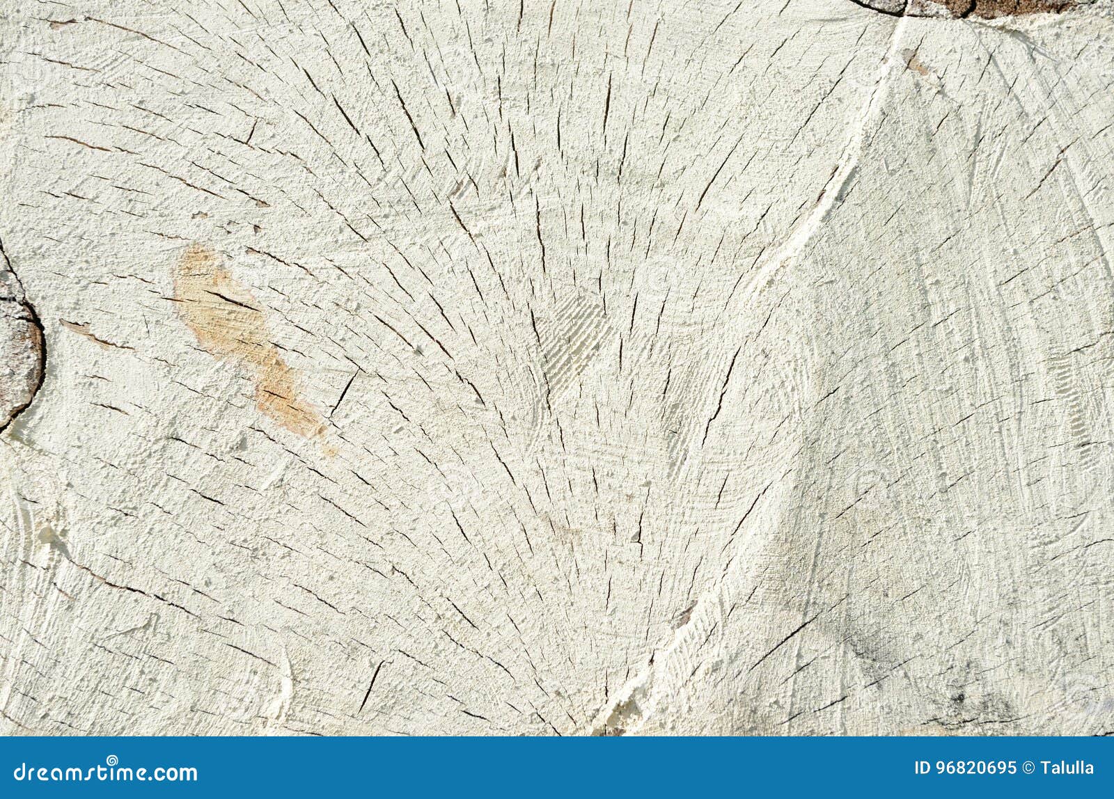 Cut of Birch Tree As Background and Texture Stock Image - Image of ...