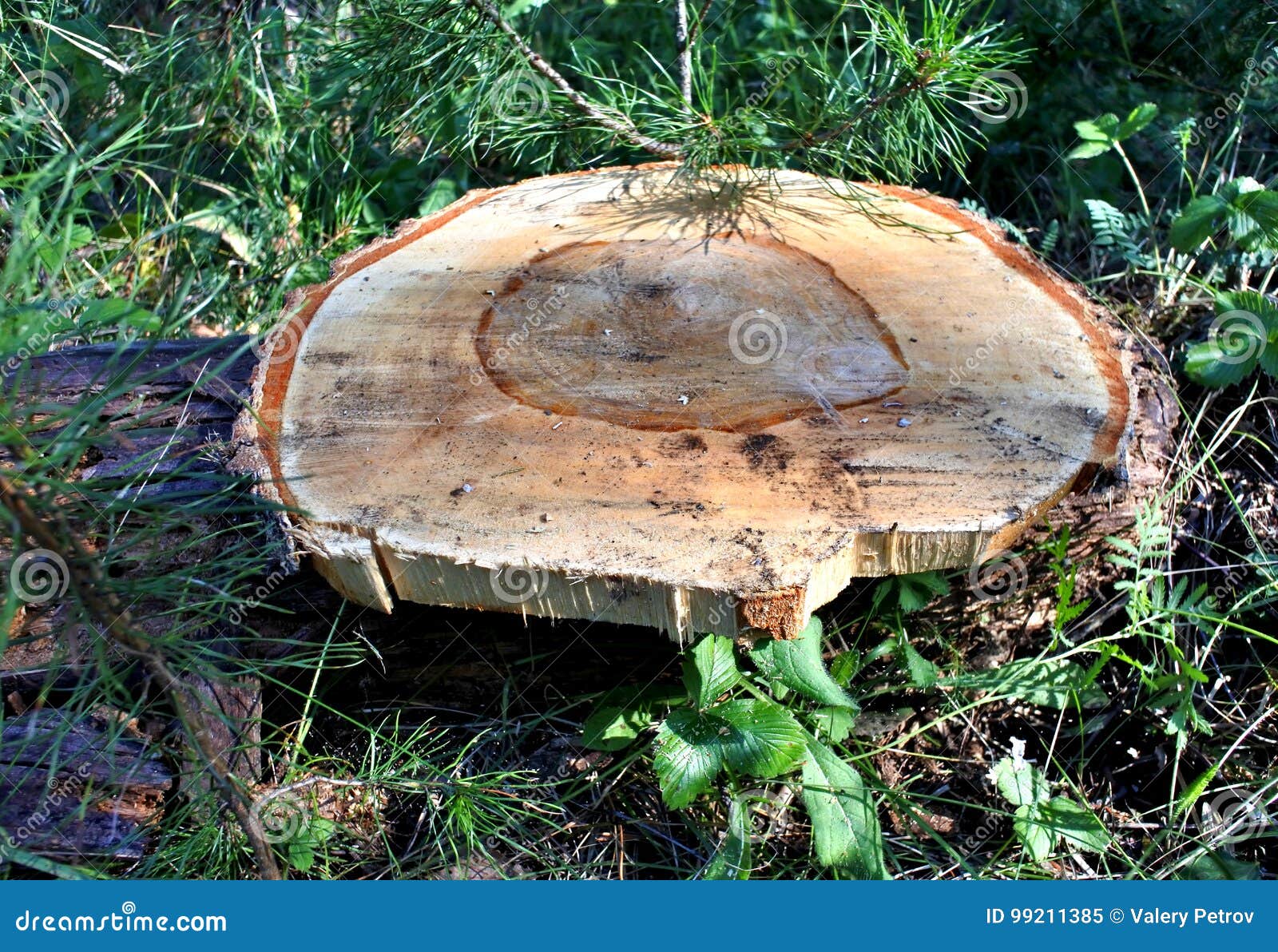 Cut birch stump stock image. Image of stump, organic - 99211385