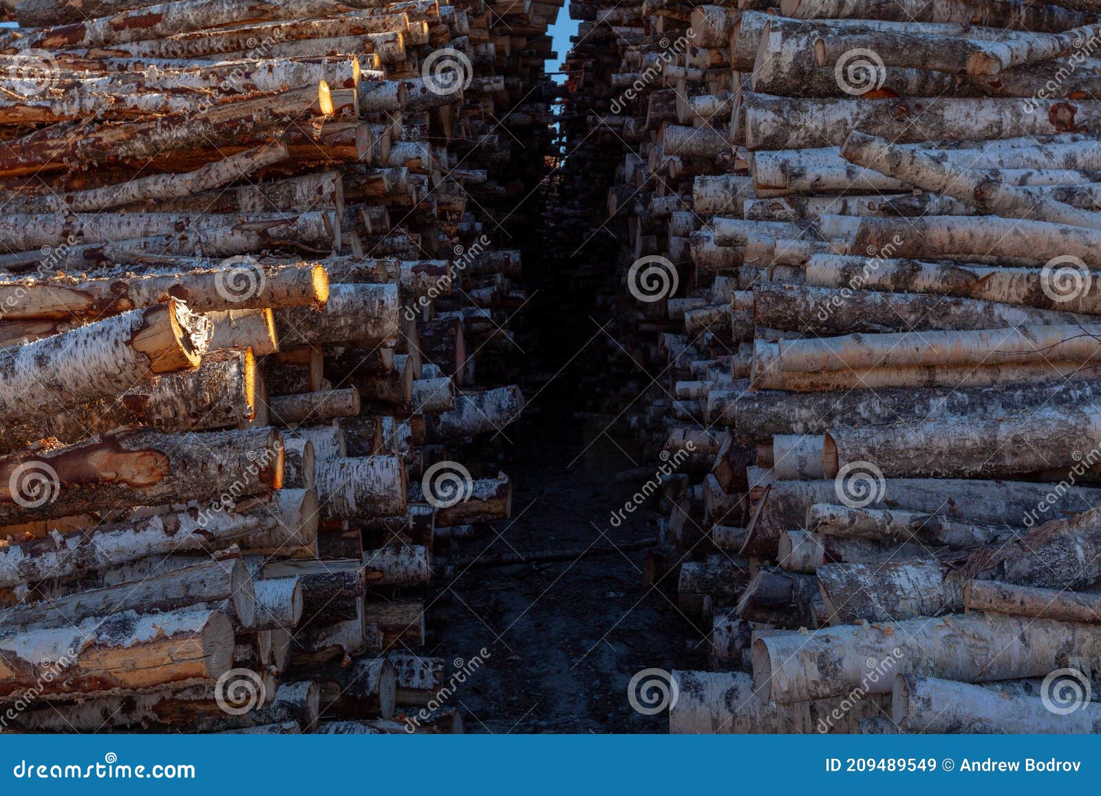 Cut Birch Trees, Timber Trade, Timber Obtained from the Birch Trees ...
