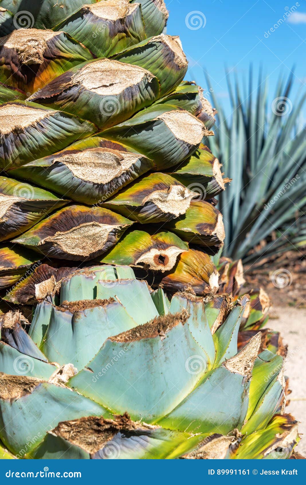 Cut Blue Agave Plants stock image. Image of alcohol, mexico - 89991161