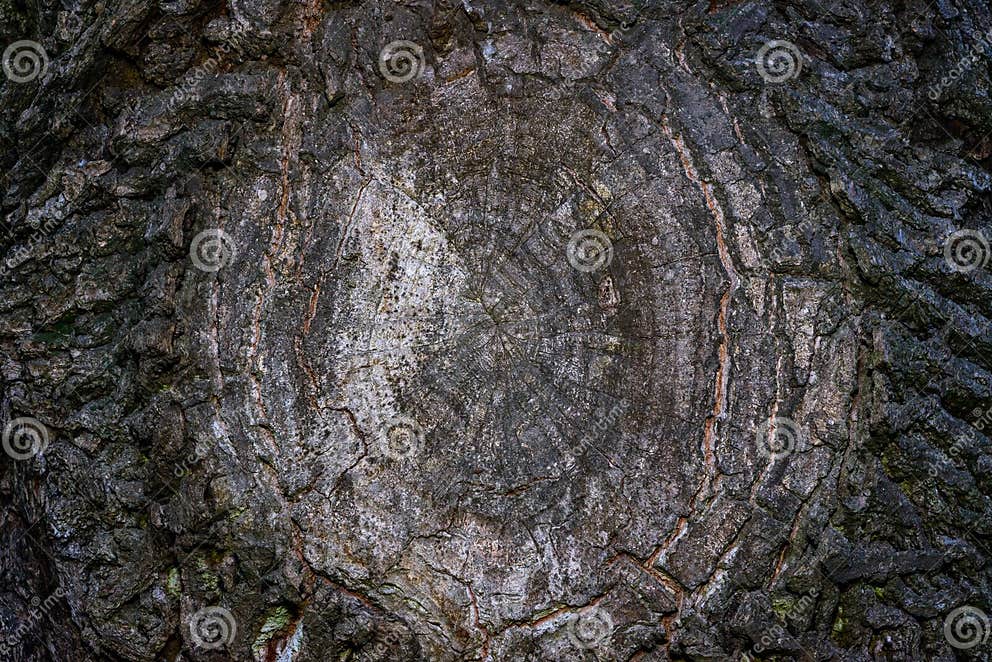 A Cut Branch Overgrown with Bark on the Trunk of a Large Tree, the ...