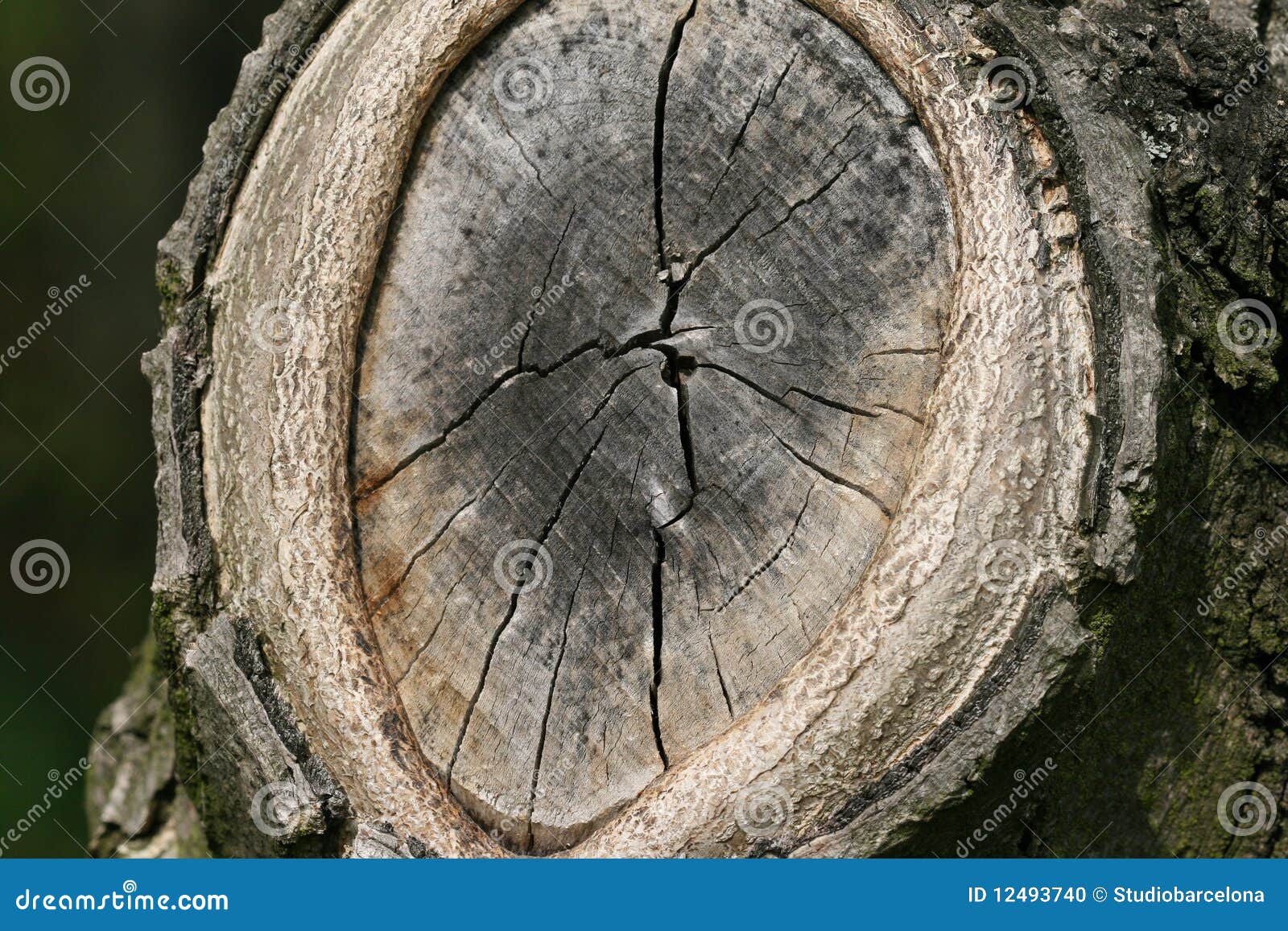 Cut branch - tree grain stock photo. Image of process - 12493740