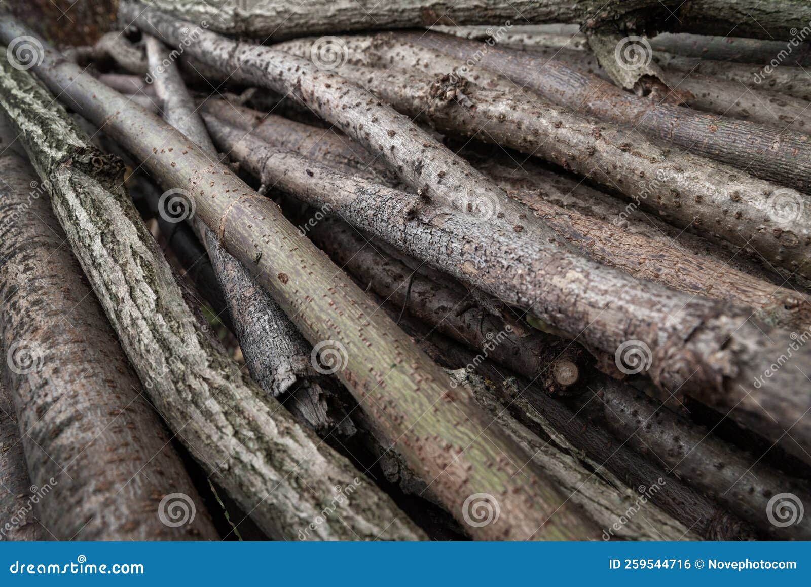 Cut Branches. Stack Of Branches. Firewood For A Fire. A Bunch Of Wood ...