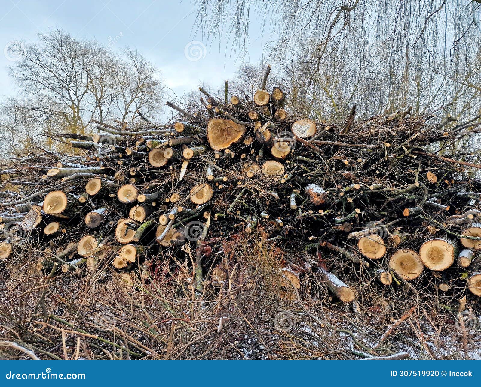 Cut Branches and Tree Trunks Piled in a Large Pile. Stock Photo - Image ...