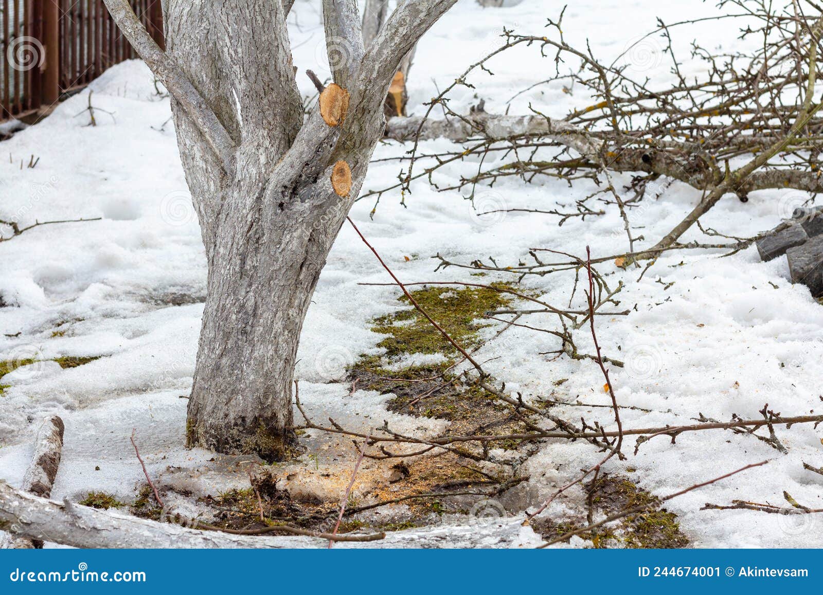 Cut Branches on a Whitewashed Trunk of an Apple Tree Stock Image ...