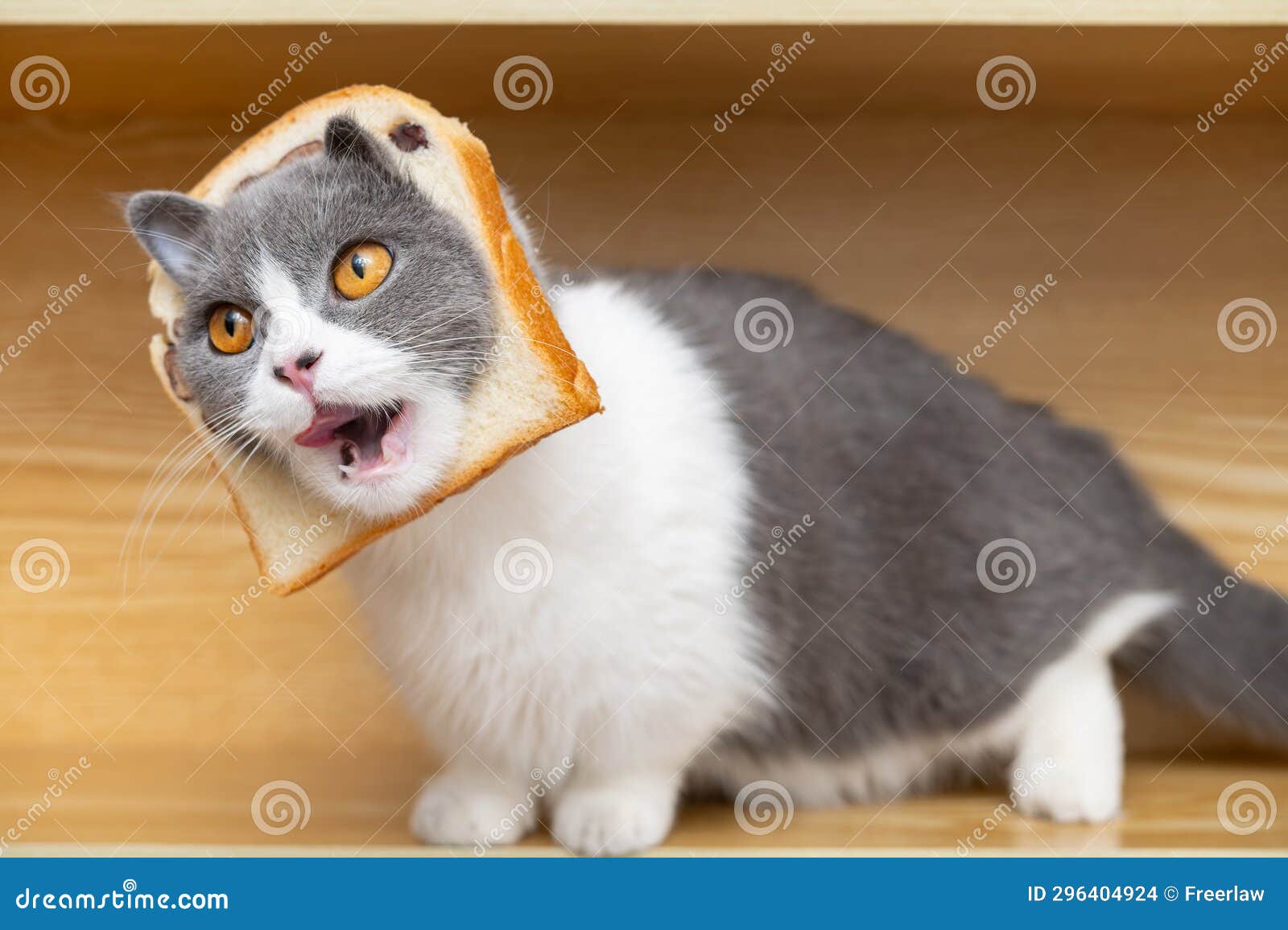 A Cute British Shorthair Cat with Slice of Bread on the Head Stock ...