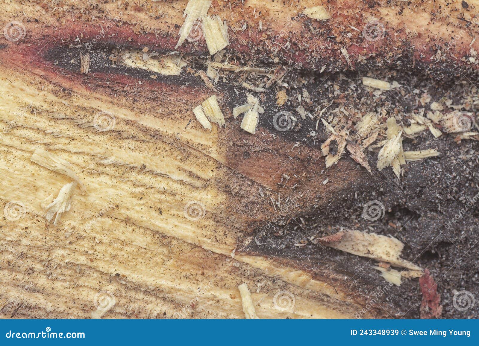 Cut or Broken Rubber Tree Wood Texture Stock Image - Image of pattern ...