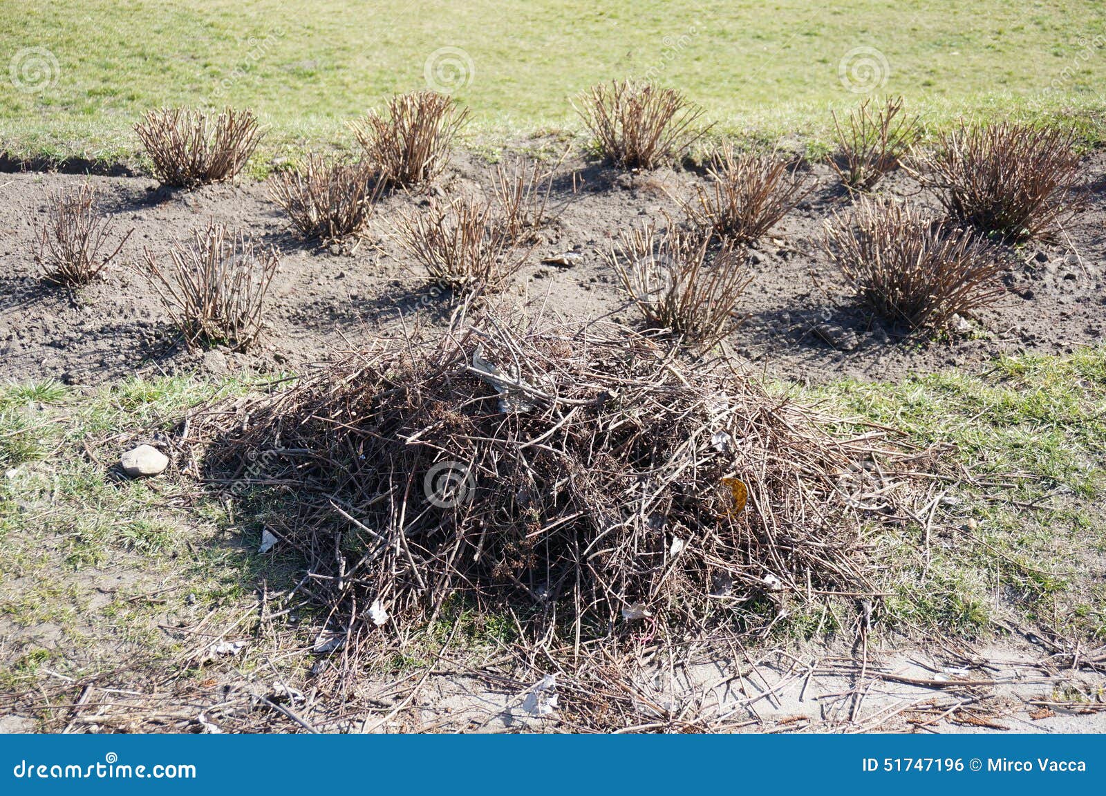 Cut bush twigs editorial photo. Image of twigs, bush - 51747196