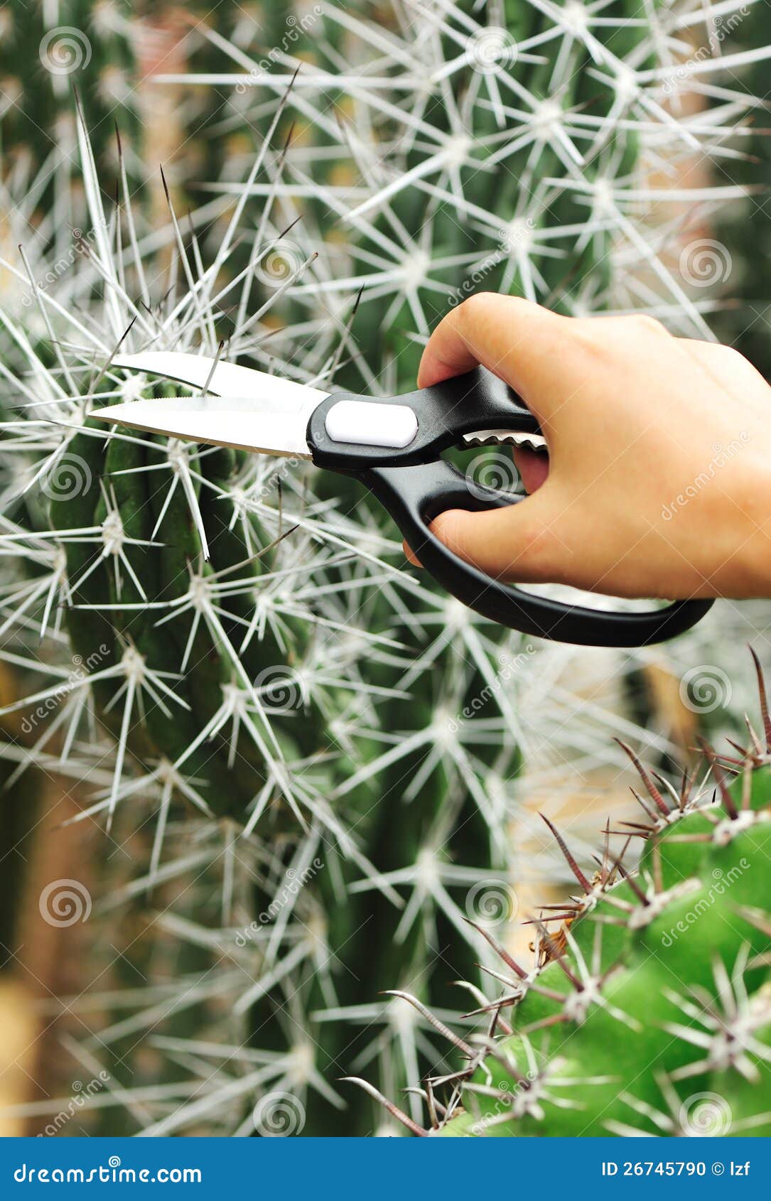 Cut cacti stock photo. Image of closeup, scissors, green - 26745790