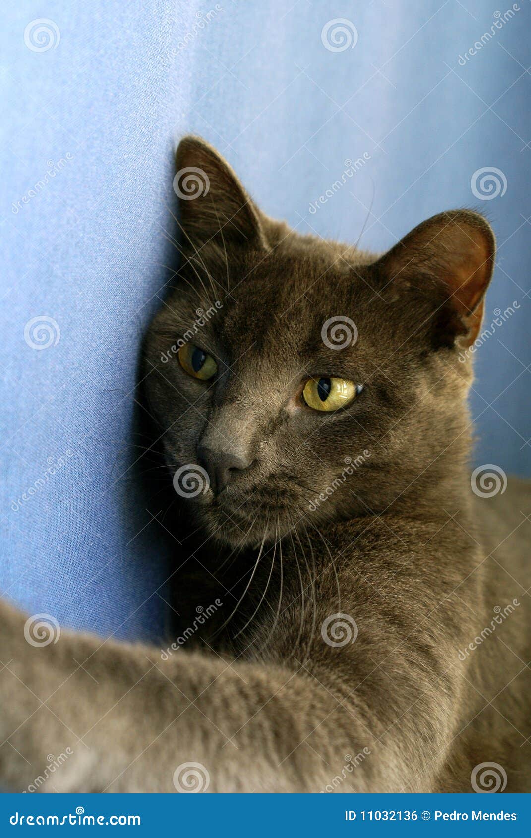 Cut Cat stock photo. Image of green, fight, feline, attack - 11032136