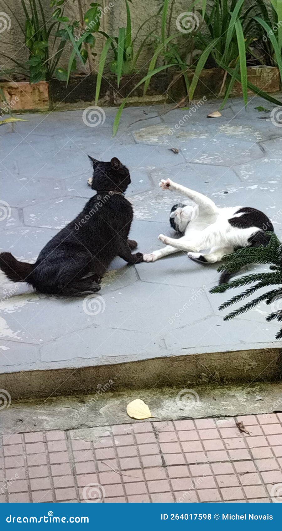 Cut cat fight stock photo. Image of white, fight, mammal - 264017598