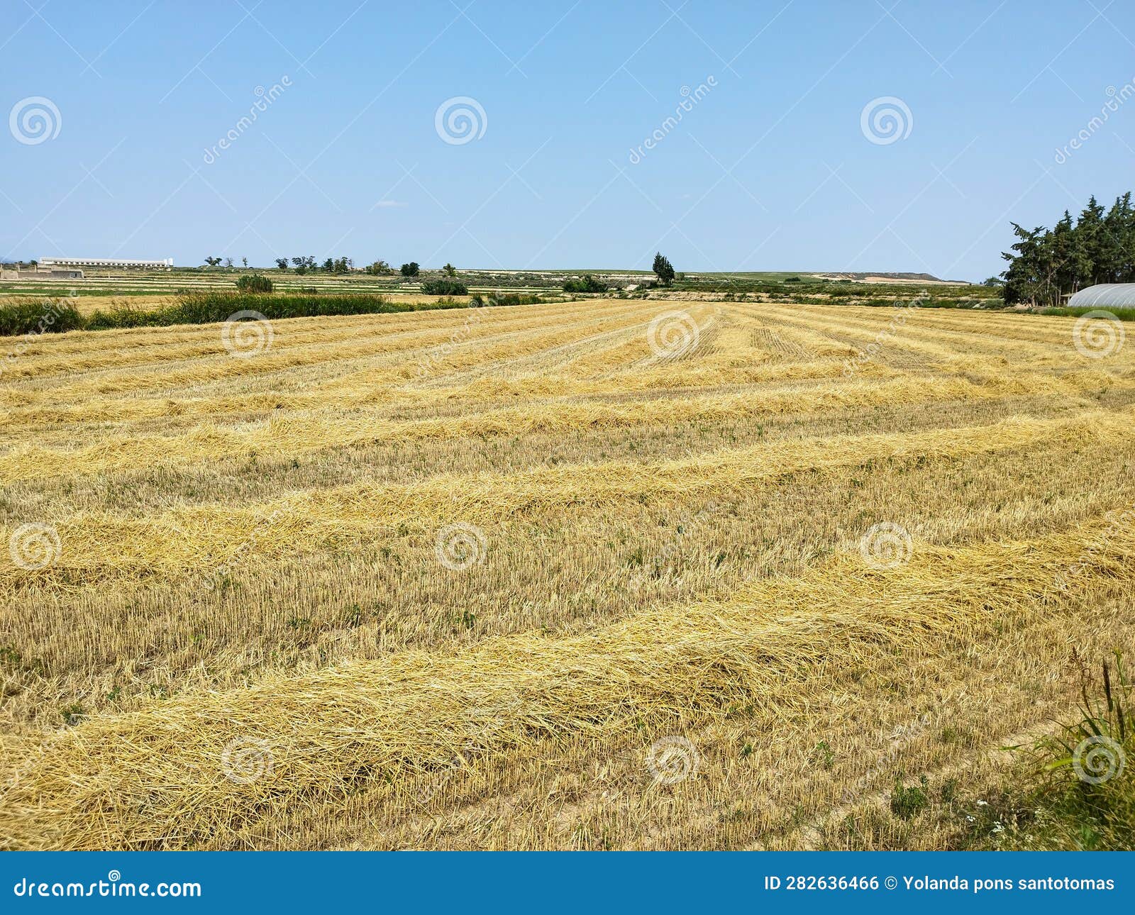 Cut Cereal Field Drying for Packing Stock Photo - Image of cereal ...