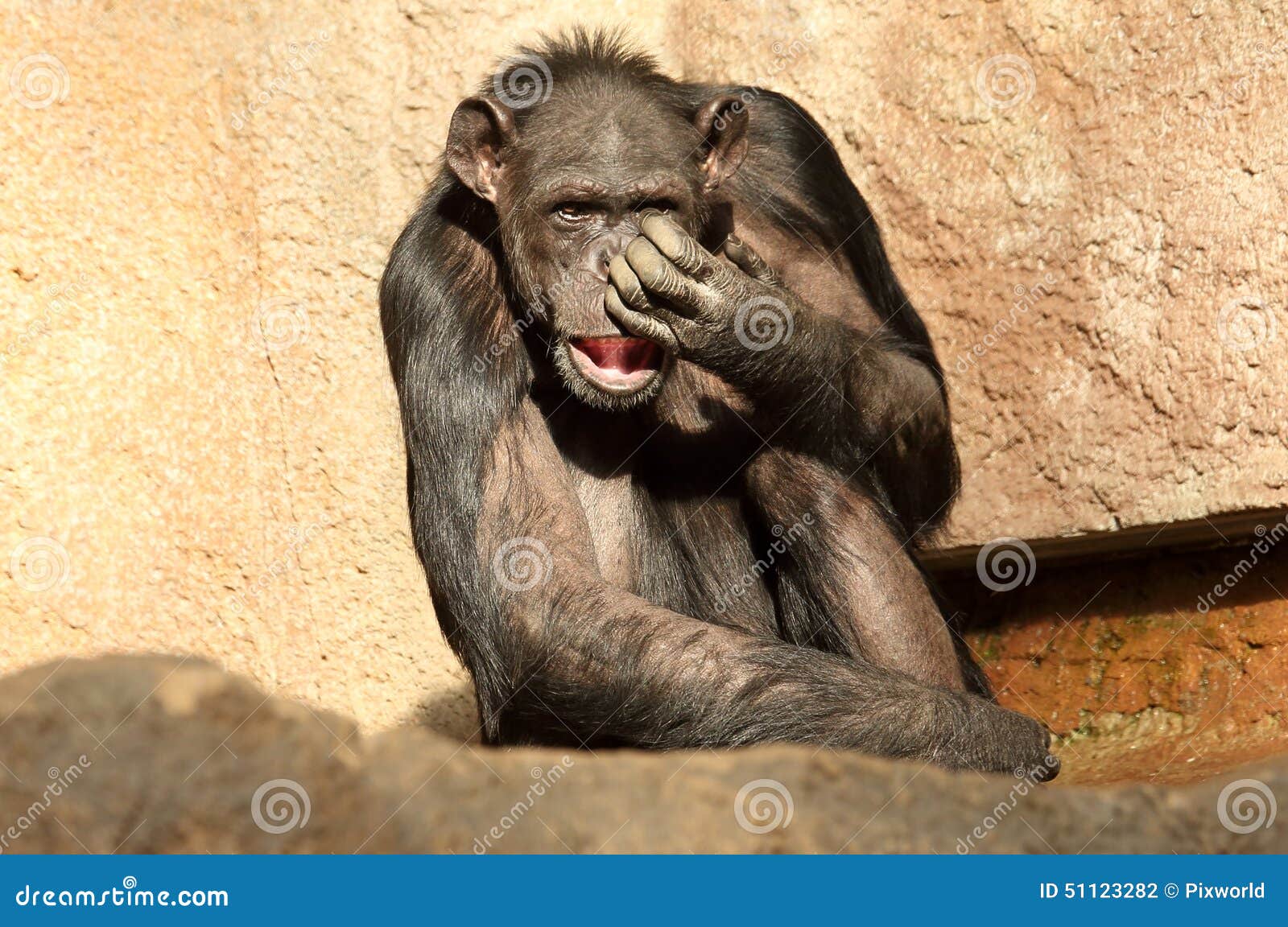 Cut chimpanzee stock photo. Image of monkey, care, human - 51123282