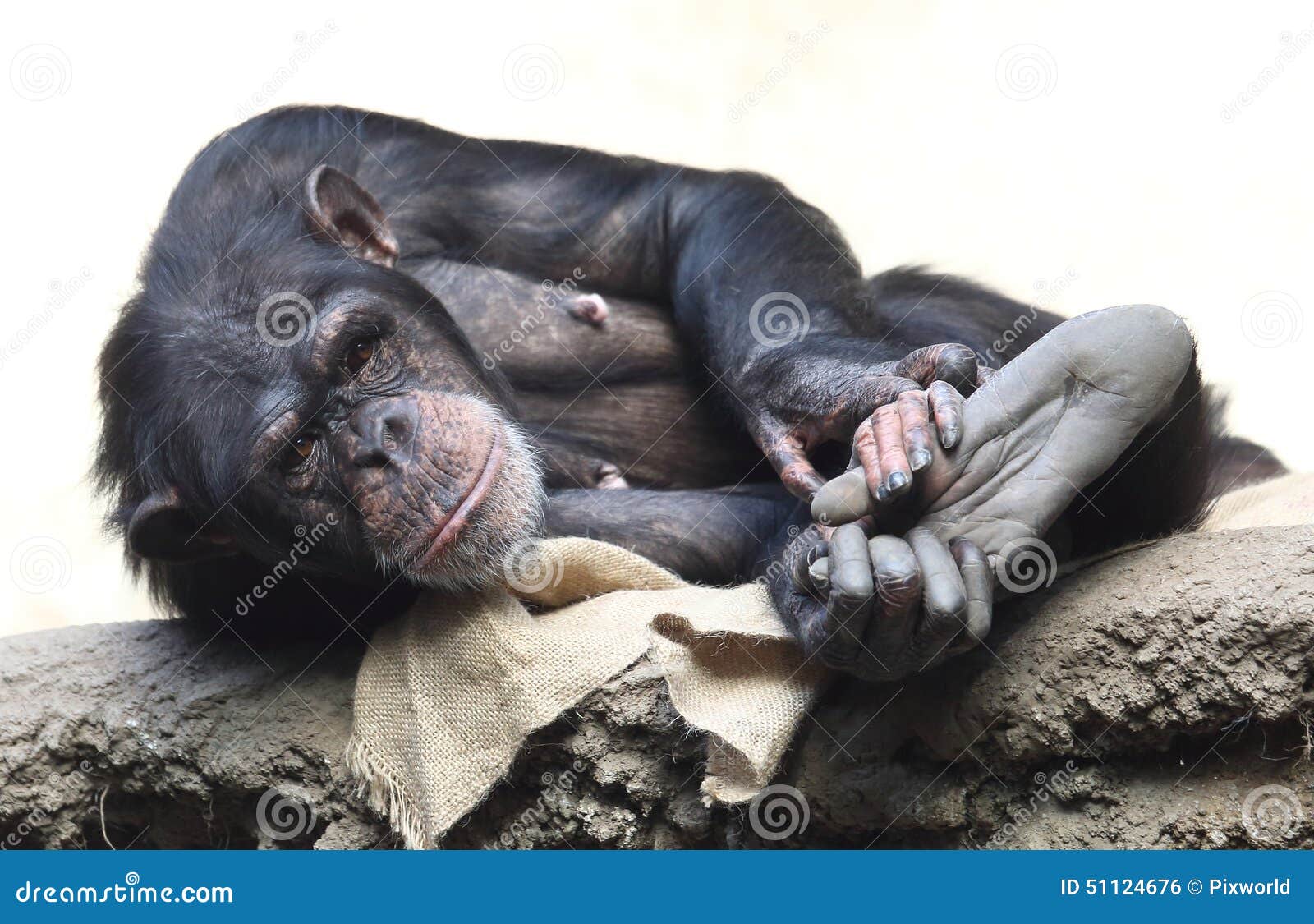 Cut chimpanzee stock photo. Image of human, black, couple - 51124676